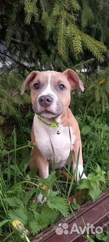 Девочка Американского стаффардширского терьера