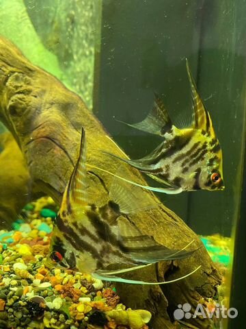 Аквариумные рыбки отдам бесплатно