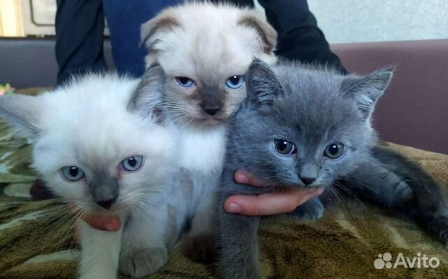 Кошки шотландцы