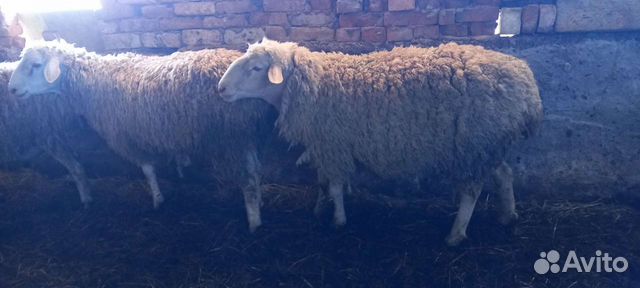 Барааны мериноланд