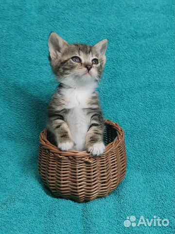 Котенок Мишка
