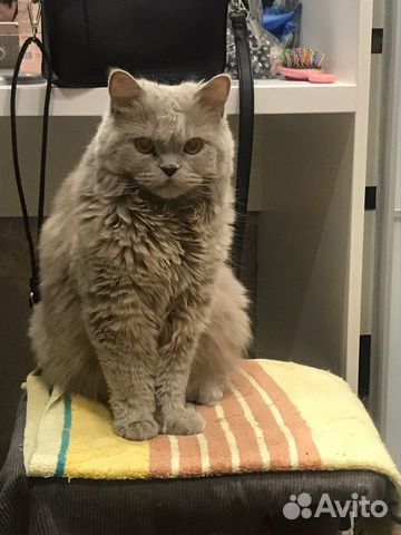 Кошка британка
