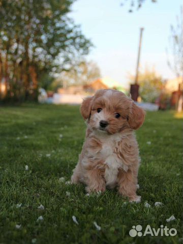 Мальтипу f1 mini