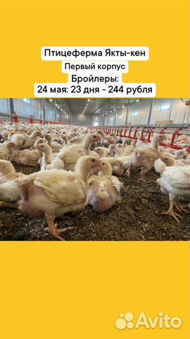 Бройлеры птицеферма Якты-кен