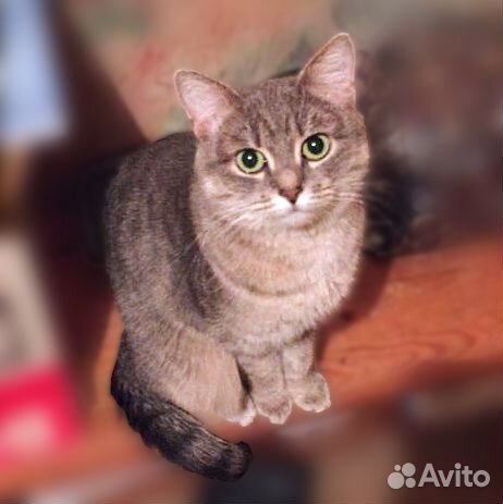 Кошка Валькирия ищет друга