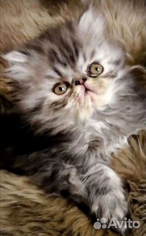 Котята персы и экзоты