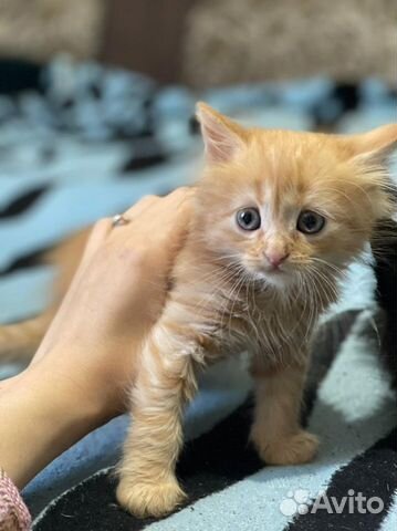 Скоттиш страйт котенок