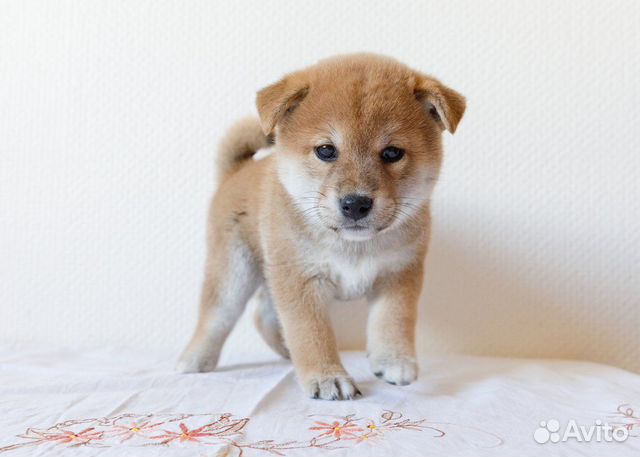 Продаём клубных щенков Сиба Ину