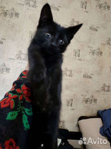 Кошка и котята в дар
