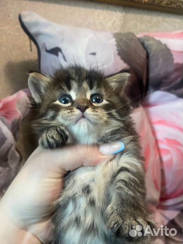 Сибирские котята