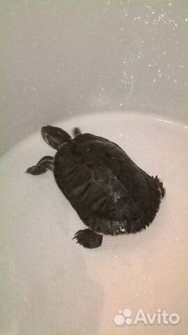 Красноухая черепаха бесплатно