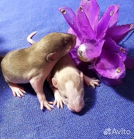 Крысята дамбо мальчишки от ratlove13.85