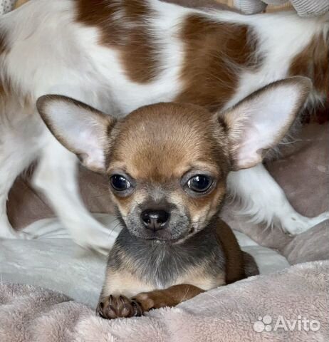 Чихуахуа mini и micro РКФ