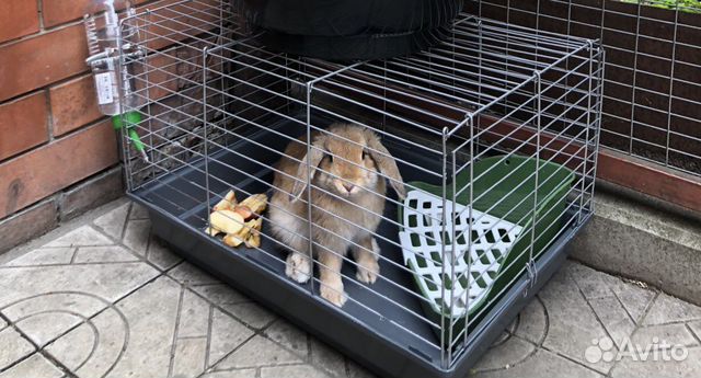 Декоративные кролики вислоухие