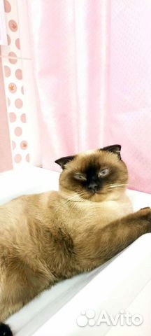 Тайский вислоухий кот
