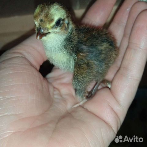 Перепела суточные Селадоны