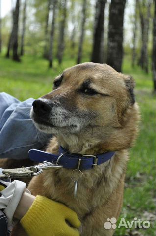 Собака в добрые руки. Нежный Лари