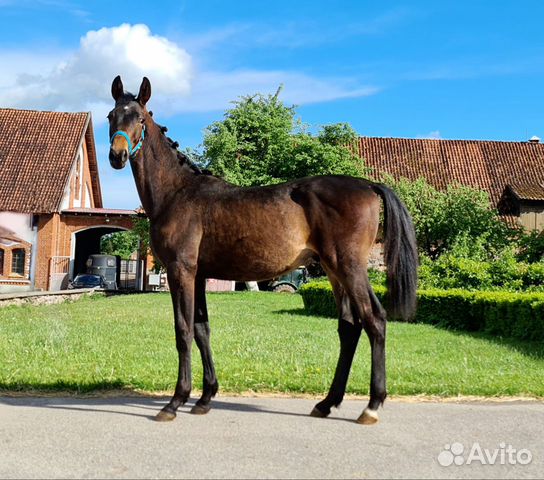 Тракененский жеребец