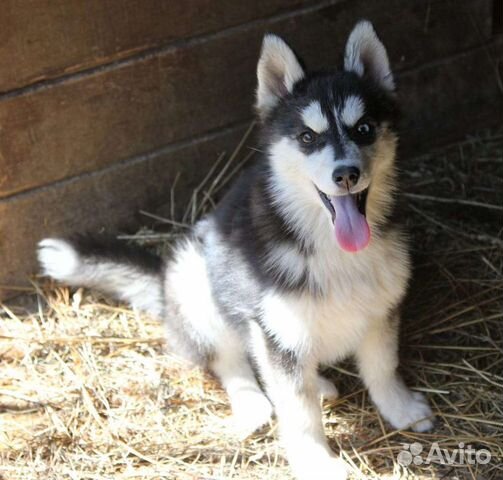 Мальчик помски ищет новую семью