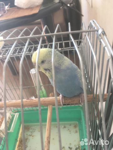 Выставочный попугай чех