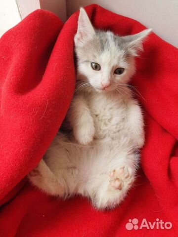 Котята в добрые руки бесплатно