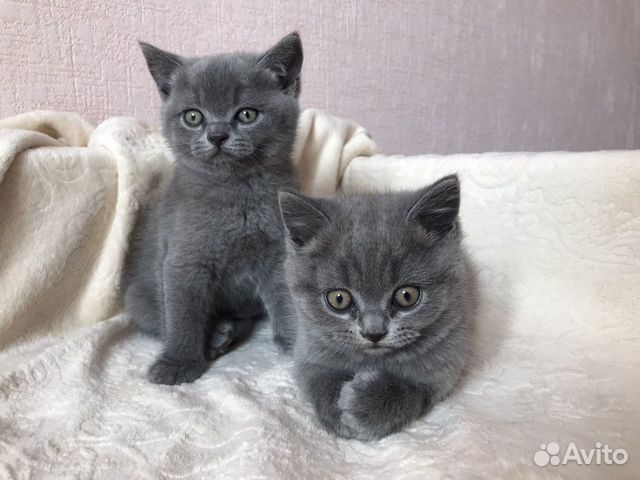 Шотландские котята