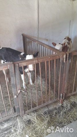 Бычок и телочка