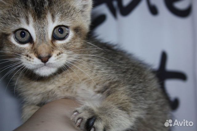 Ребятки чаузятки ф3