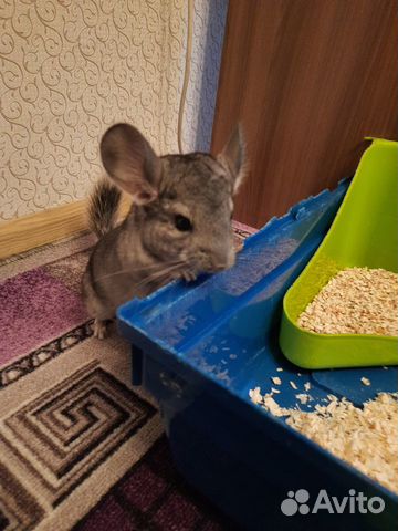 Продам шиншилу