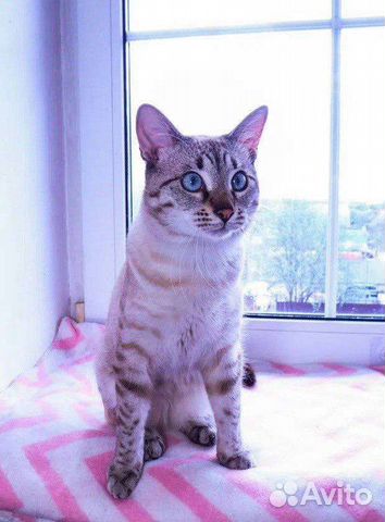 Шикарный кот в приюте