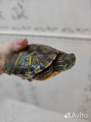 Красноухая черепаха с аквариумом