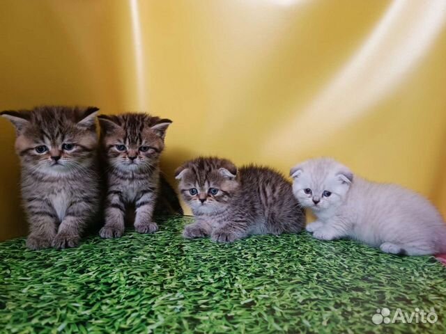 Шотландцы с документами