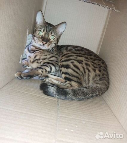 Отдам бенгальская кошка
