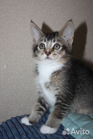 Мальчик 3 поколение от хауса