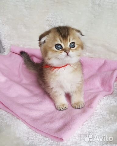 Клубные золотые