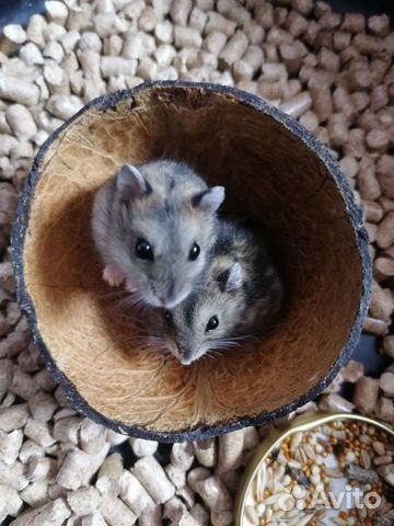 Джунгарский хомяк бесплатно