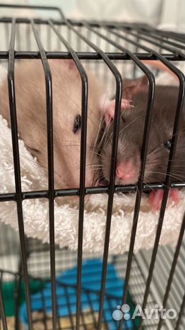 Крысы 2 штуки