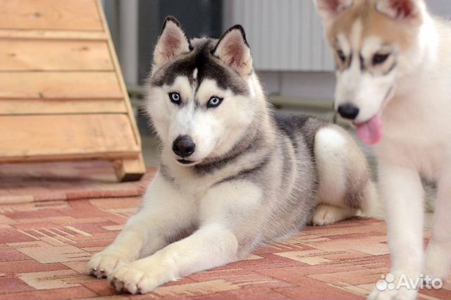 Чистокровные хаски - красивые щенки