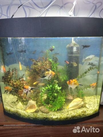 Аквариум