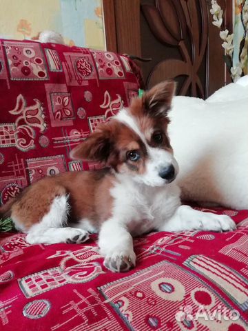 Вельш-корги