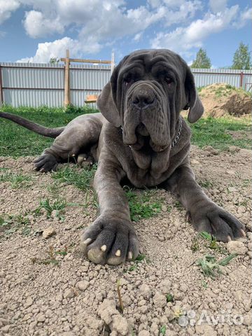 Вязка мастино неаполитано кобель