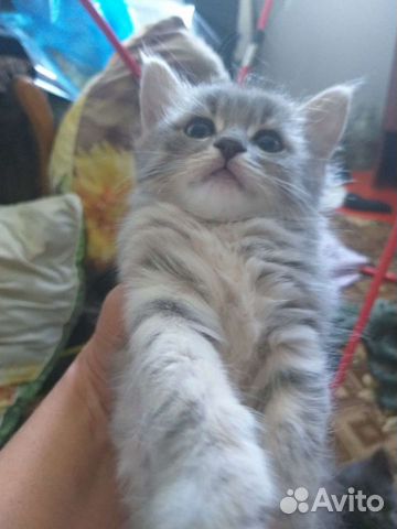 Отдам 2 пушистые кошечки в хорошие руки