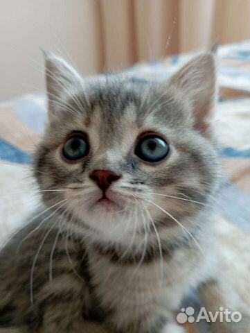 Тиффани в добрые руки