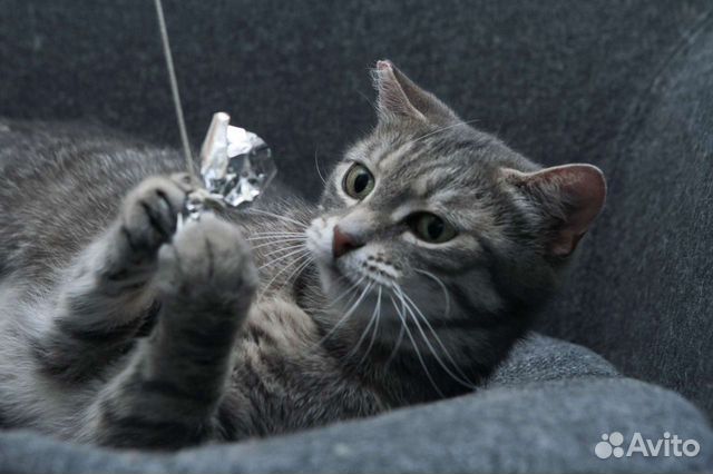 Очень ласковая полосатая кошечка