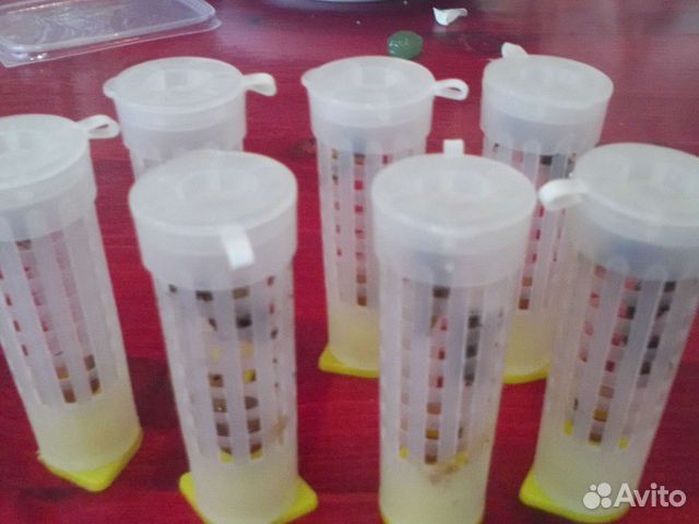 Матки карпатка