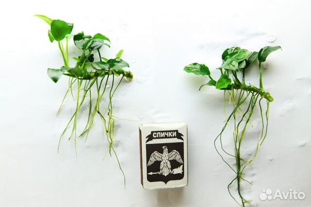 Анубиас петит