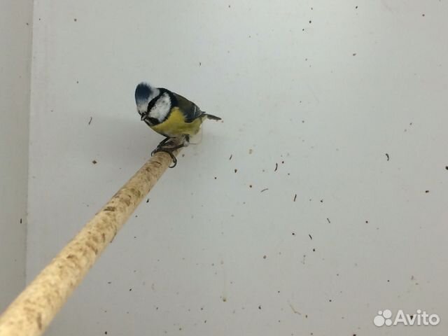 Синица лазоревка