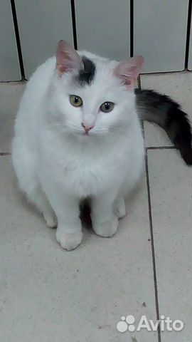 Кошечка, ну просто зайка