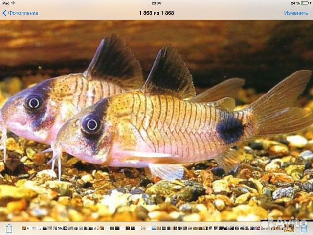 Сомик панда взрослые