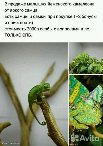 Йеменский хамелеон, малыши от очень яркого отца